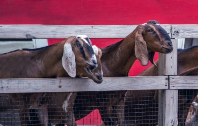 10 Amazing Benefits of Owning a Goat - Goat Journal